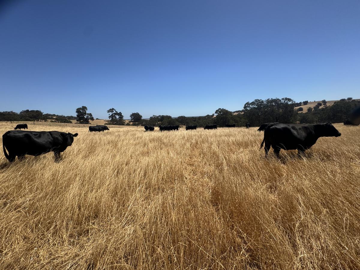 HARVEY AG WEEKLY WRAP-UP - Issue 3