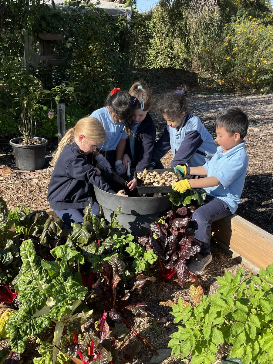 Rowville Primary School Newsletter - Issue 13