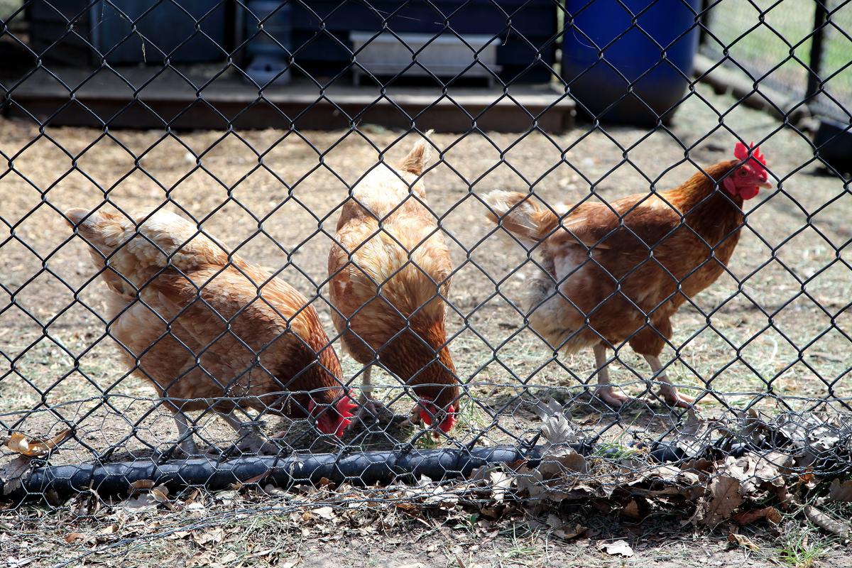 Officer Primary School Newsletter - Issue 1