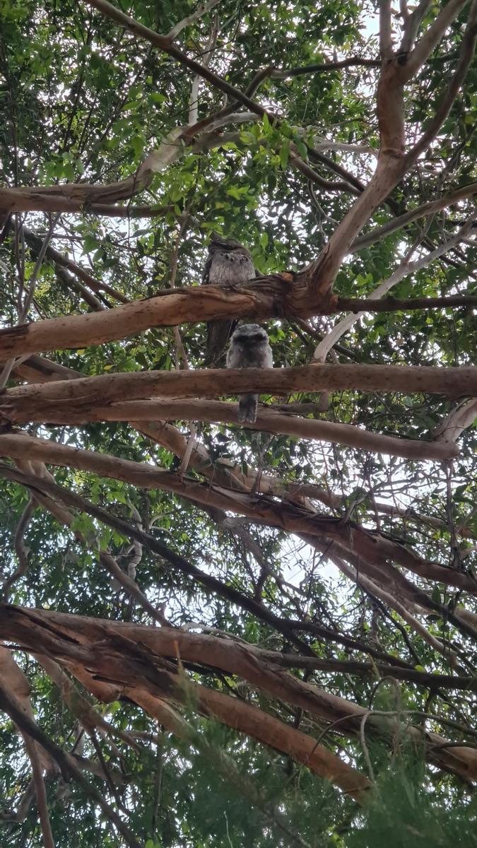 Inside Ivanhoe - Issue 40