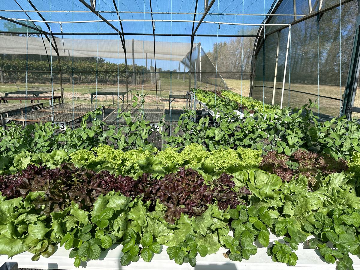 HARVEY AG WEEKLY WRAP-UP - Issue 12