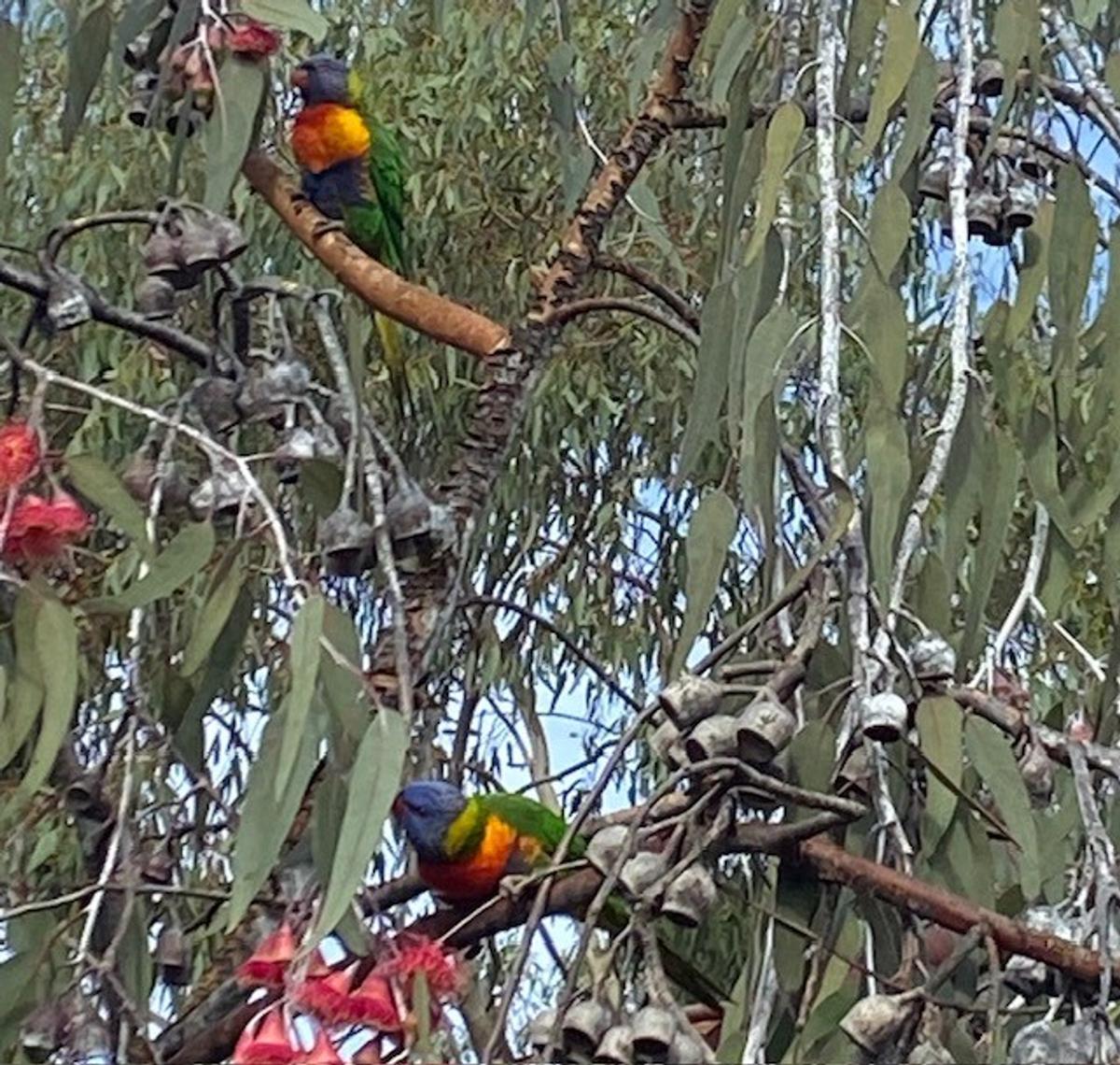 Inside Ivanhoe - Issue 20