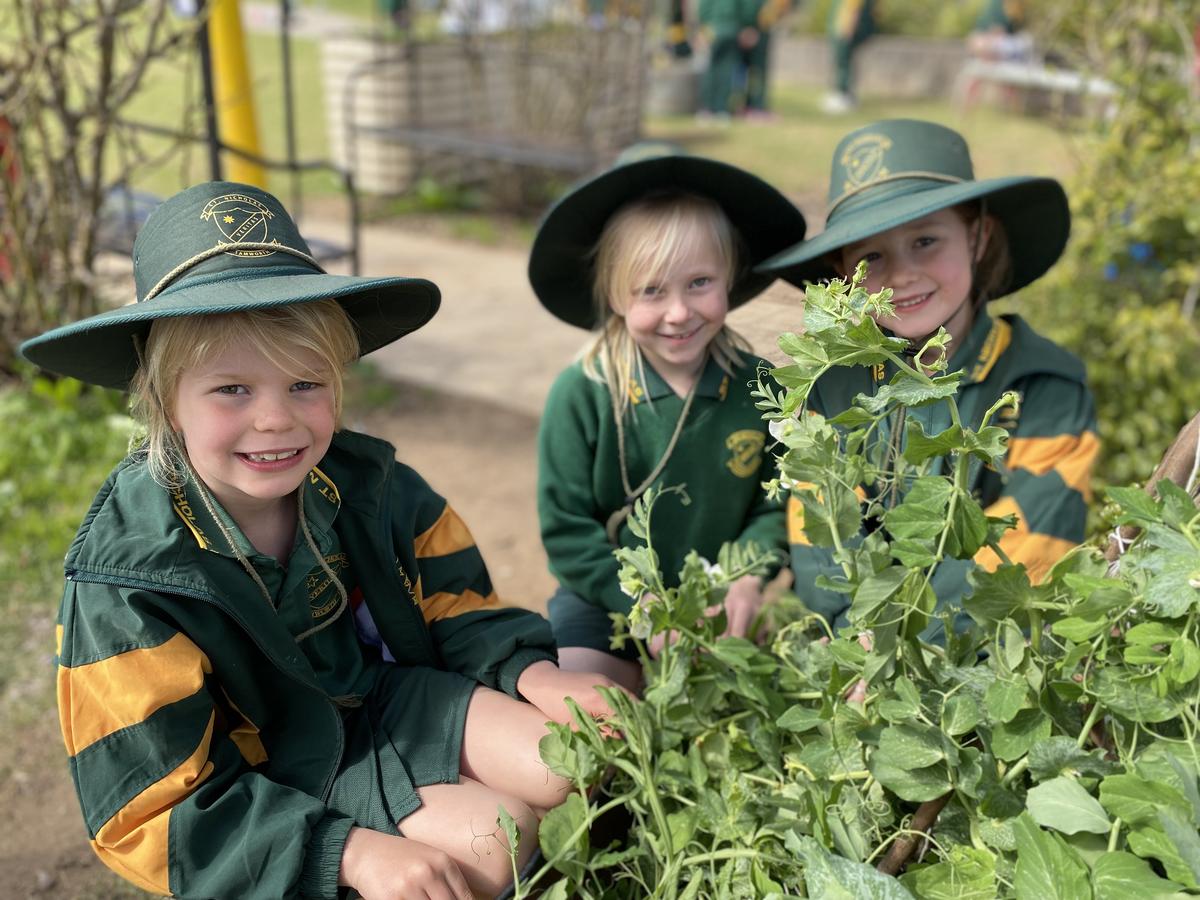 St Nicholas School - Term 4 2025 - NEWSLETTER TERM 3 - Week 6 copy